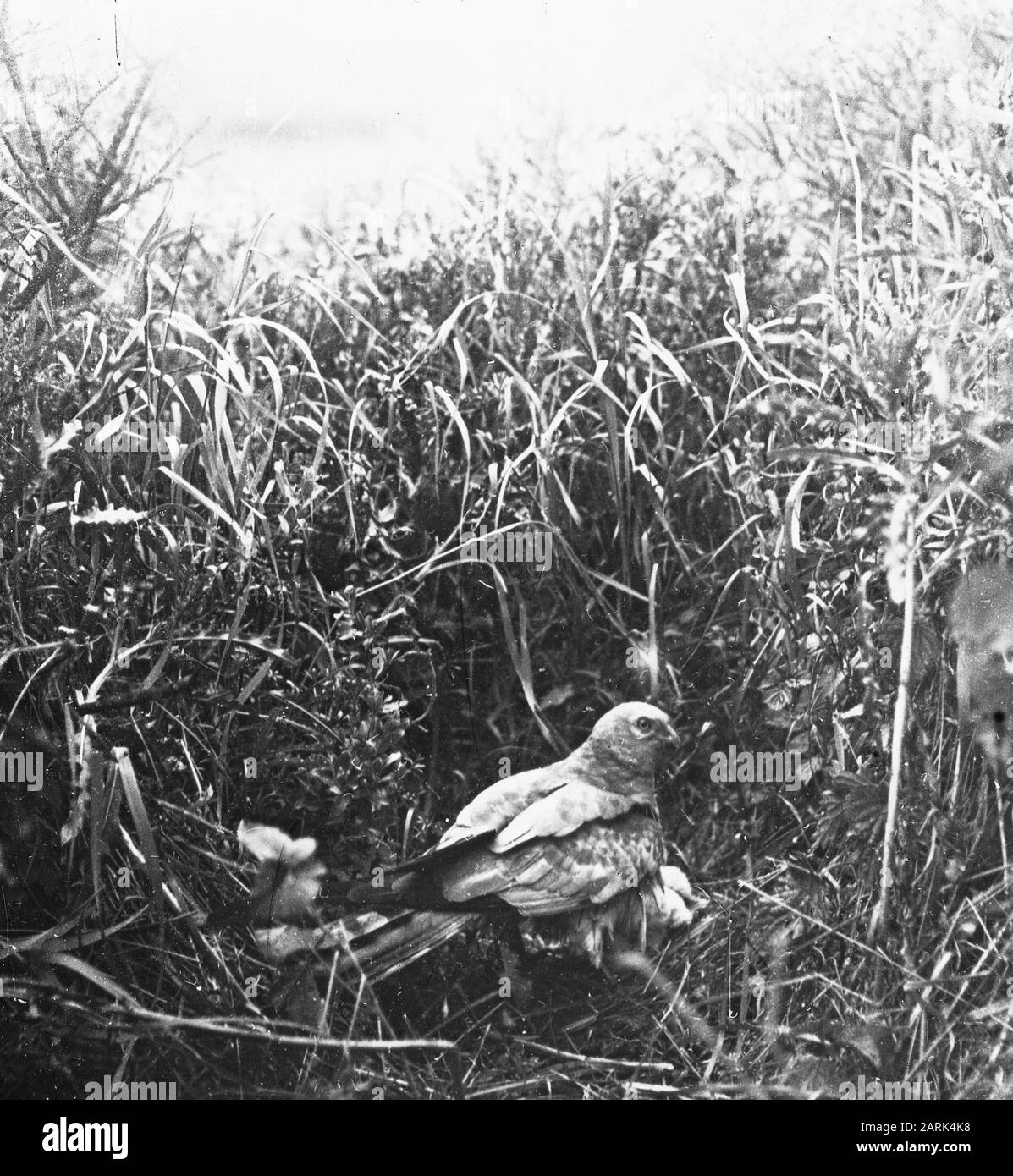 Chick interactions hi-res stock photography and images - Alamy