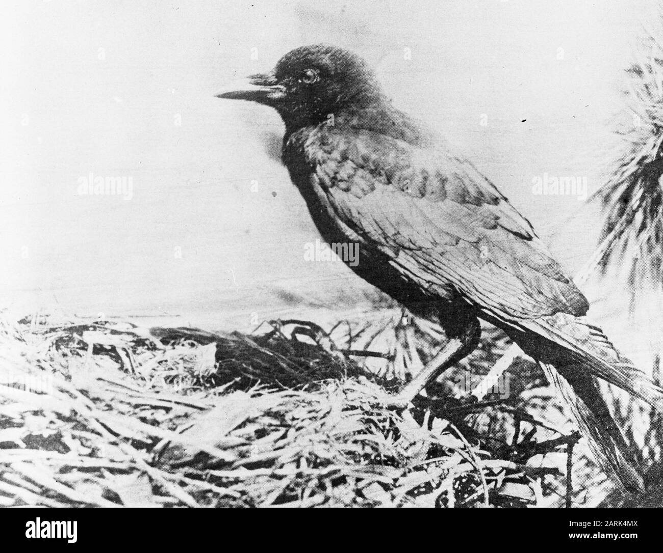 birds, crow Date: undated Keywords: birds Person name: crow Stock Photo ...