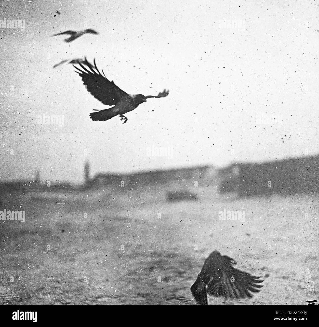 Bird research crow Black and White Stock Photos & Images - Alamy