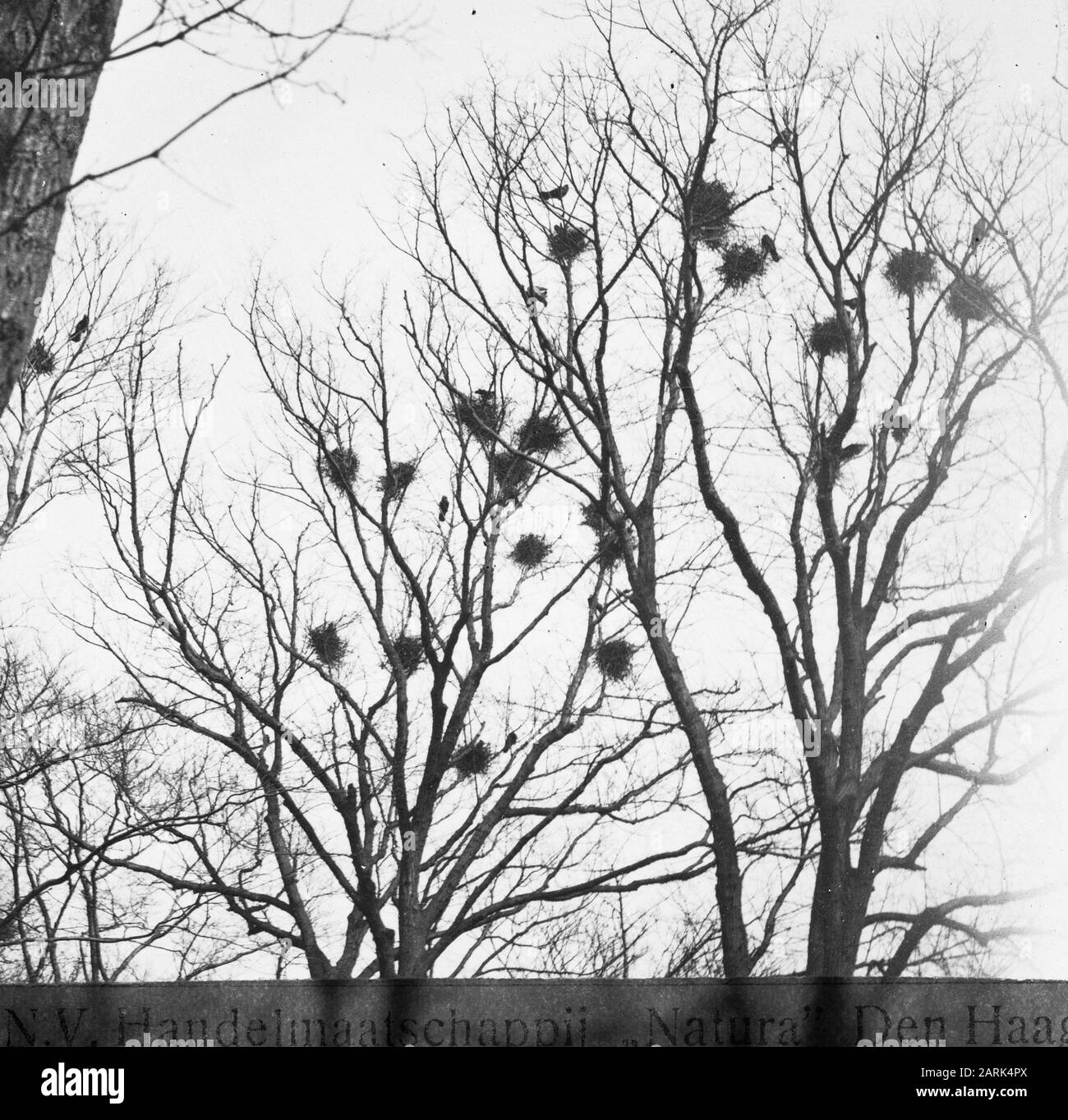 birds, rook Date: undated Keywords: birds Person name: roek Stock Photo ...