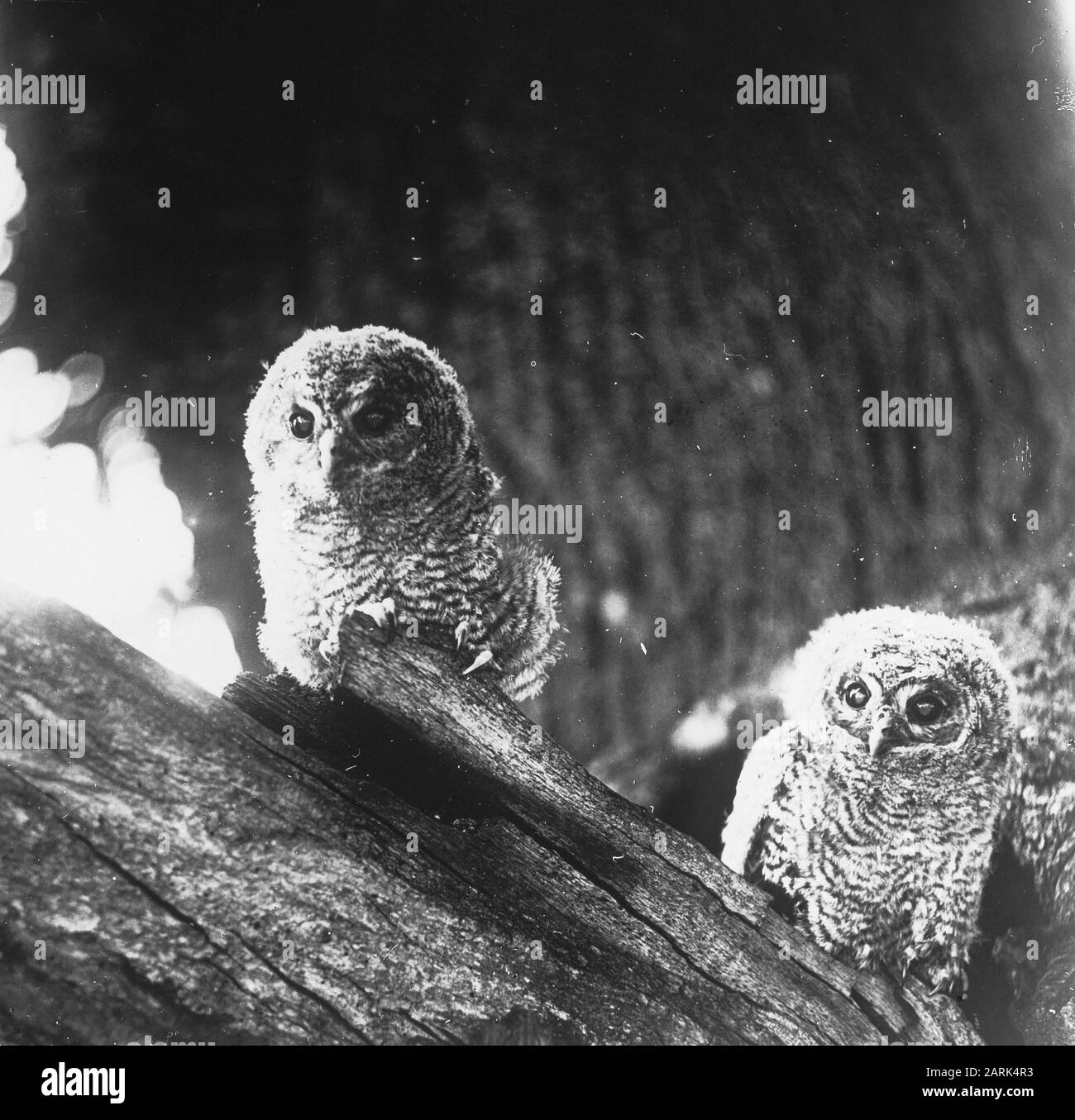 Furuncle Black and White Stock Photos & Images - Alamy