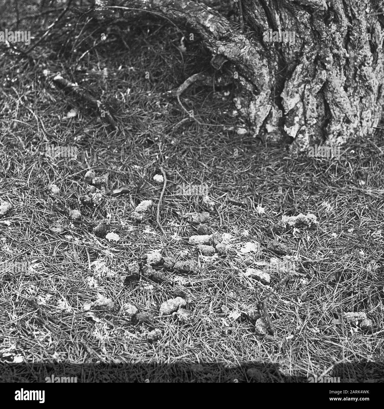 Owl lovers Black and White Stock Photos & Images - Alamy