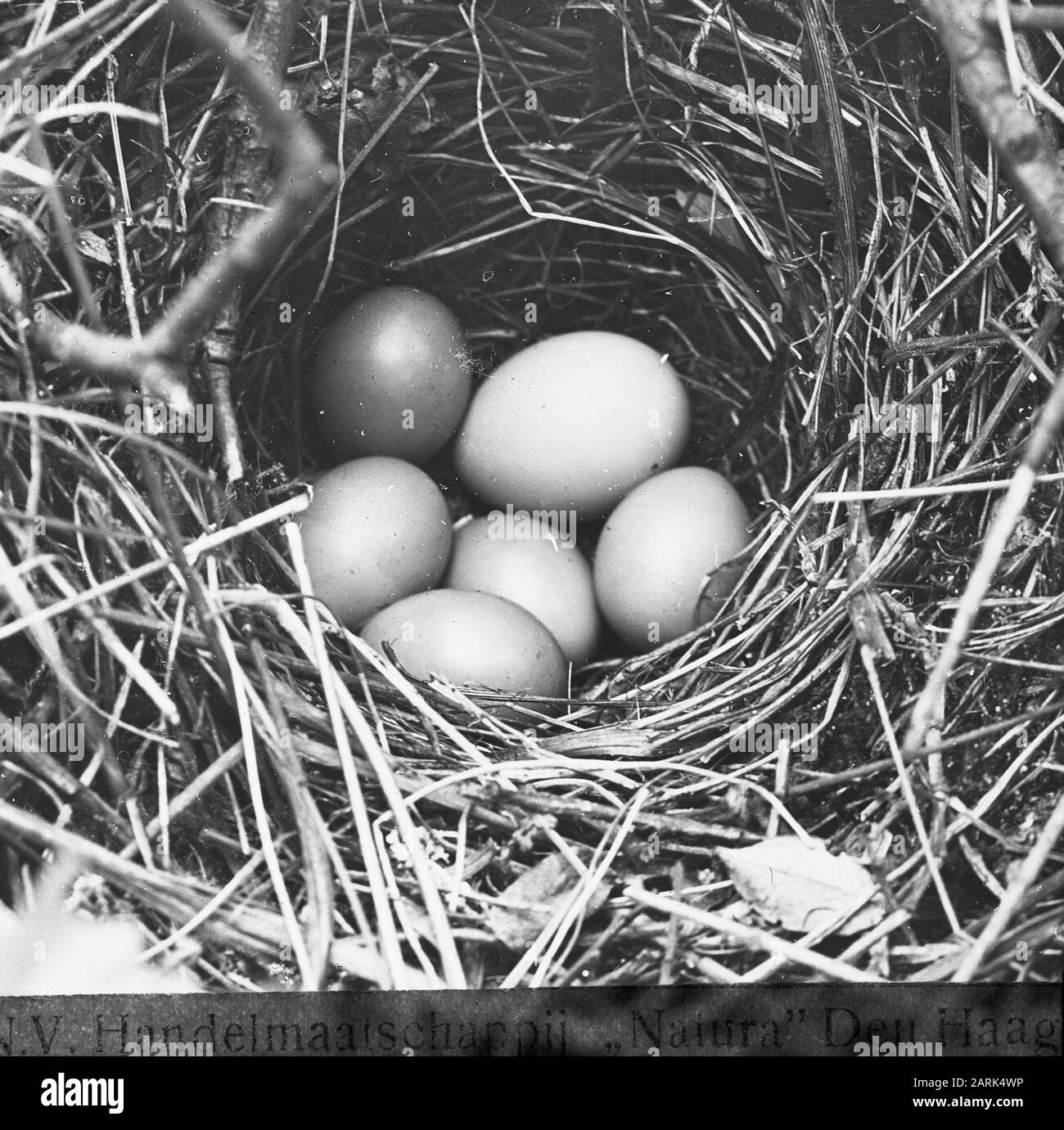 Cuckoo birds eggs nests Black and White Stock Photos & Images - Alamy