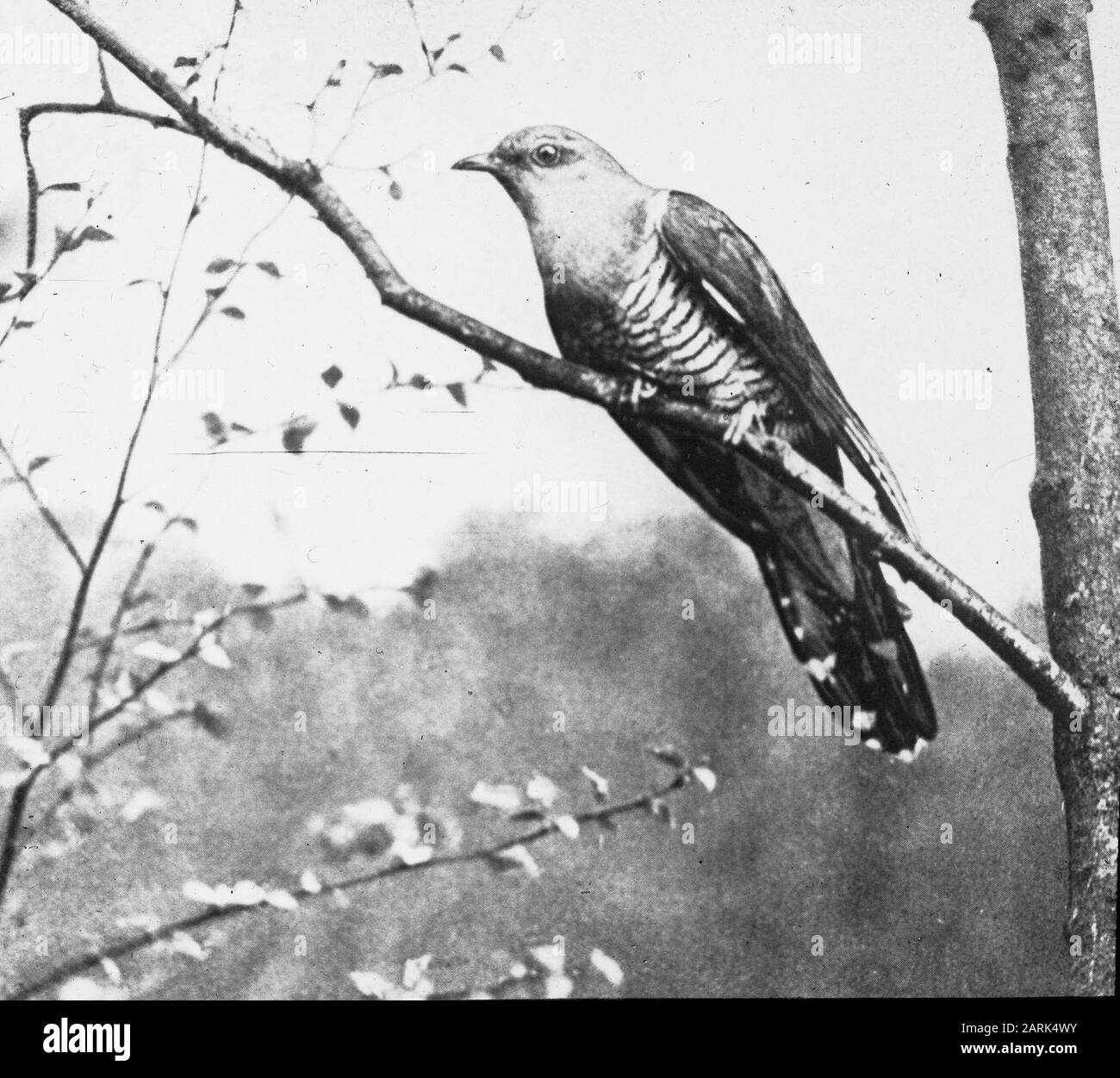 Spring breeding bird Black and White Stock Photos & Images - Alamy