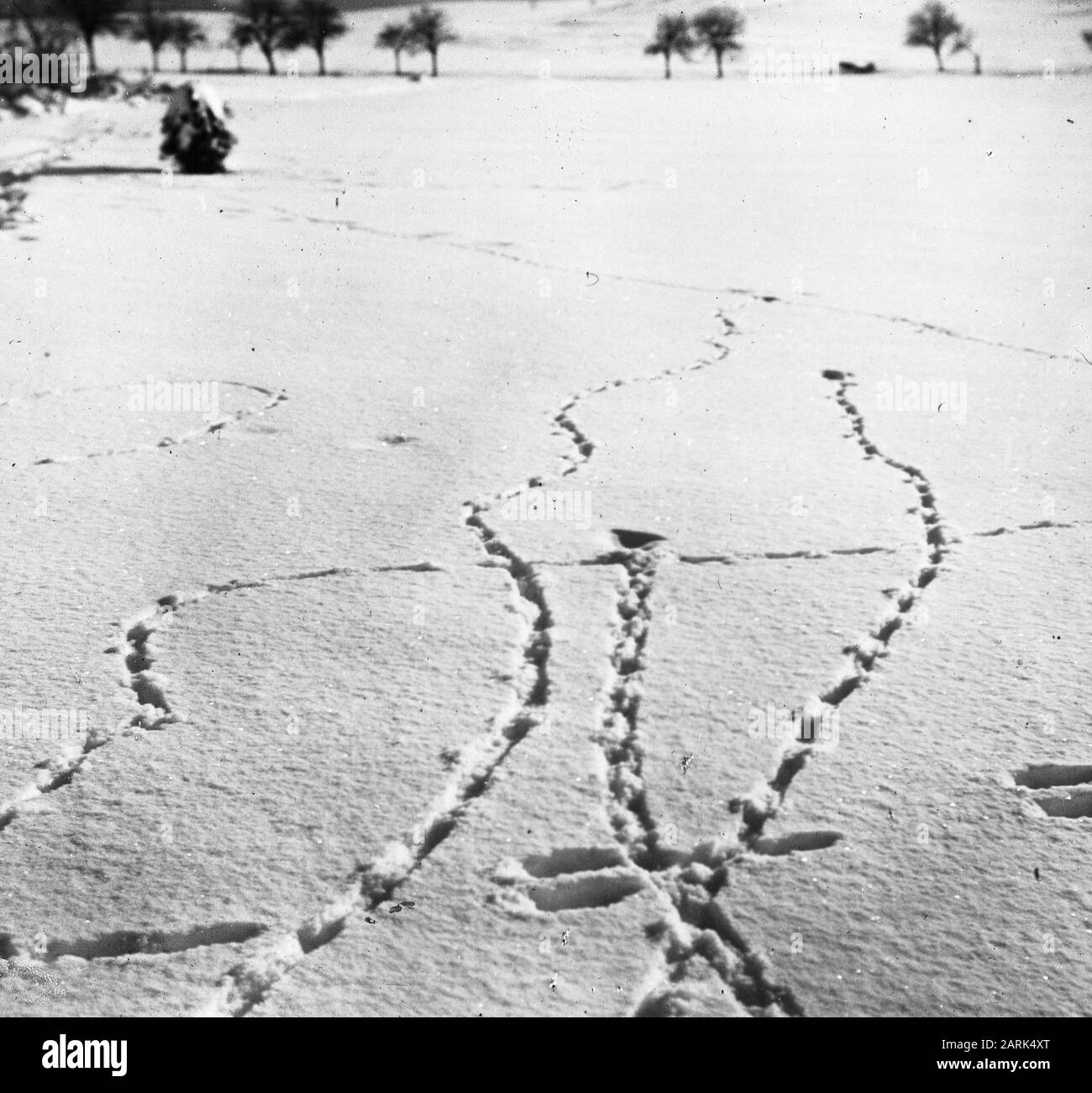 birds, spores, snow, partridge Date: undated Keywords: snow, spores ...