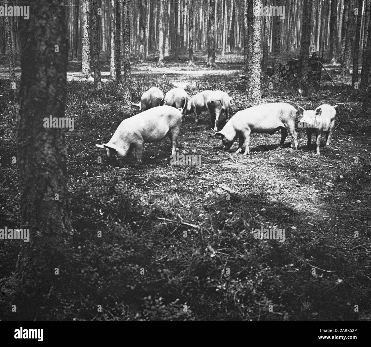 mammals, pig Date: undated Keywords: mammals Personal name: pig Stock ...