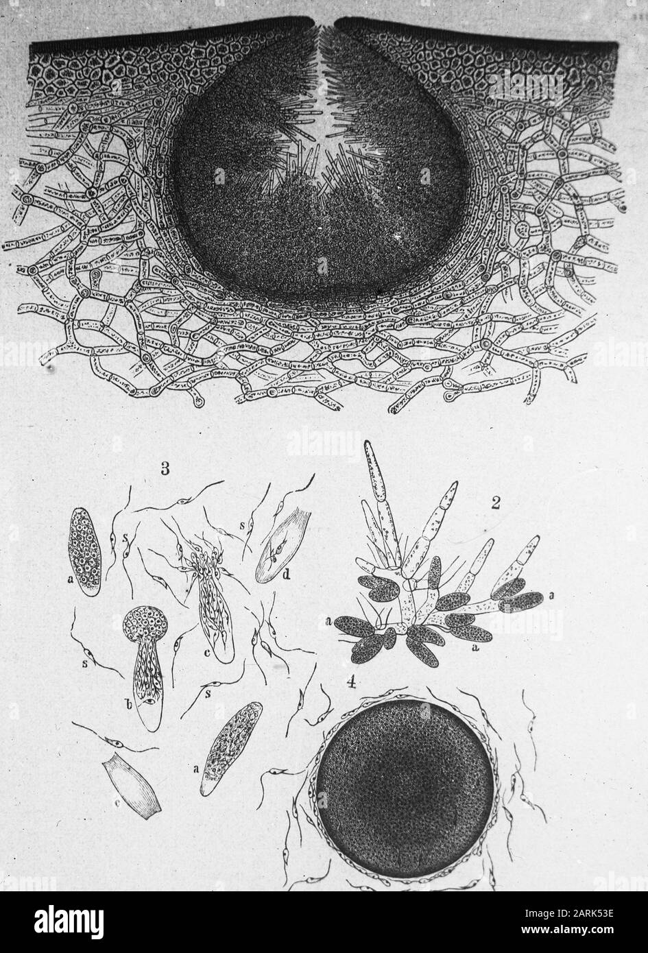Fucus Microscope Labelled