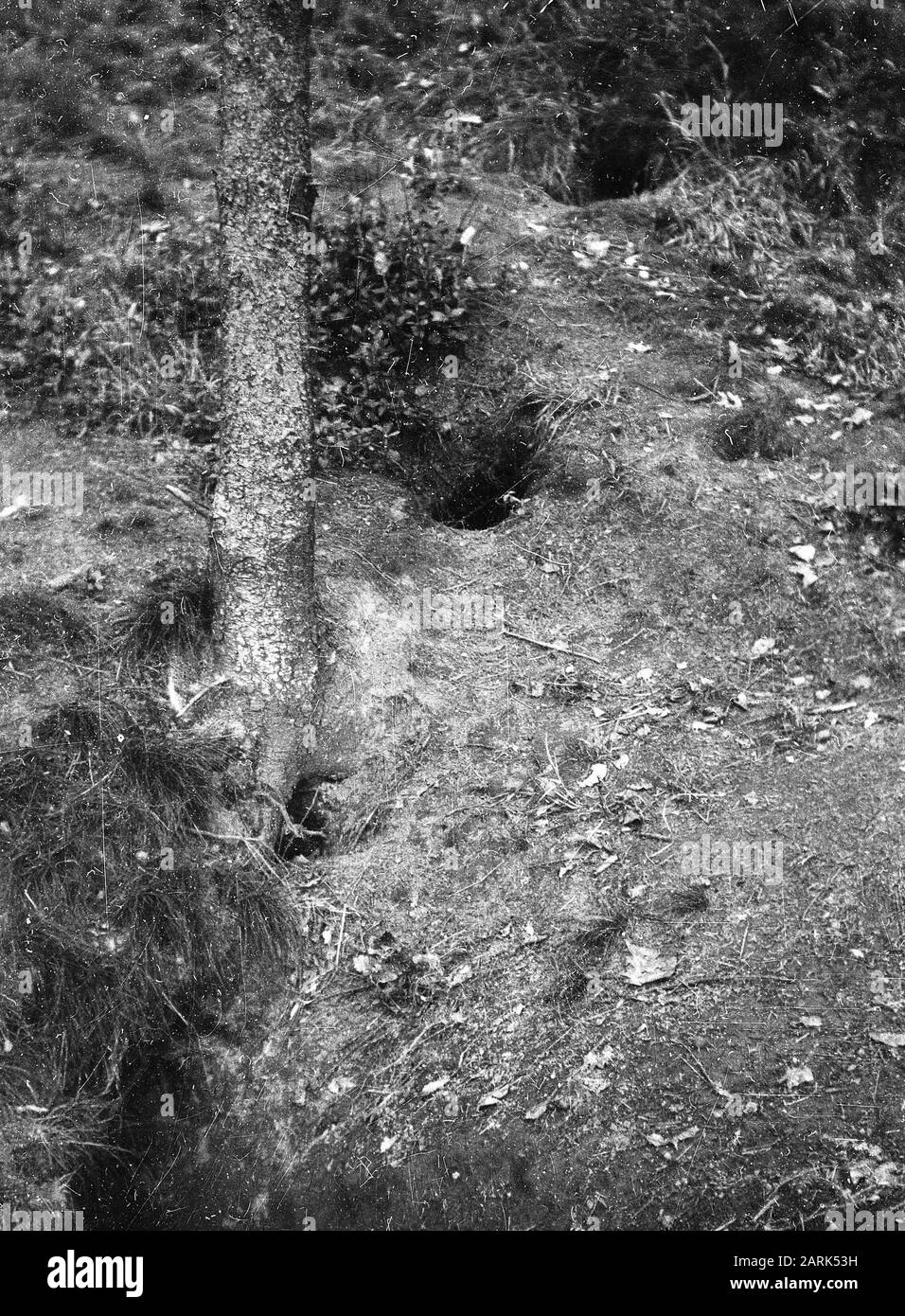 mammals, burrows, das Date: undated Keywords: burrows, mammals ...