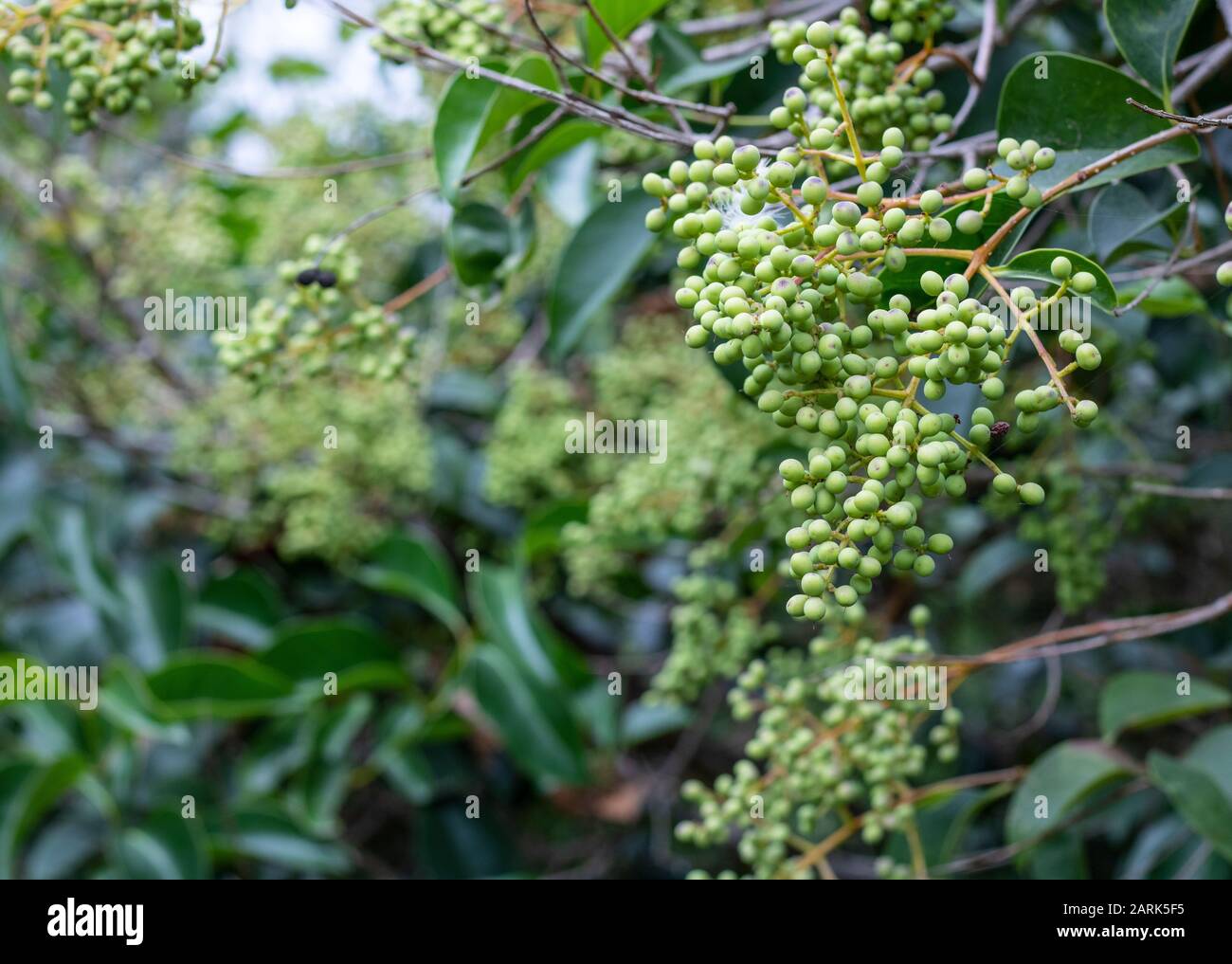 Fruits and leaves of Ilex pedunculosa tree. Close-up Stock Photo - Alamy
