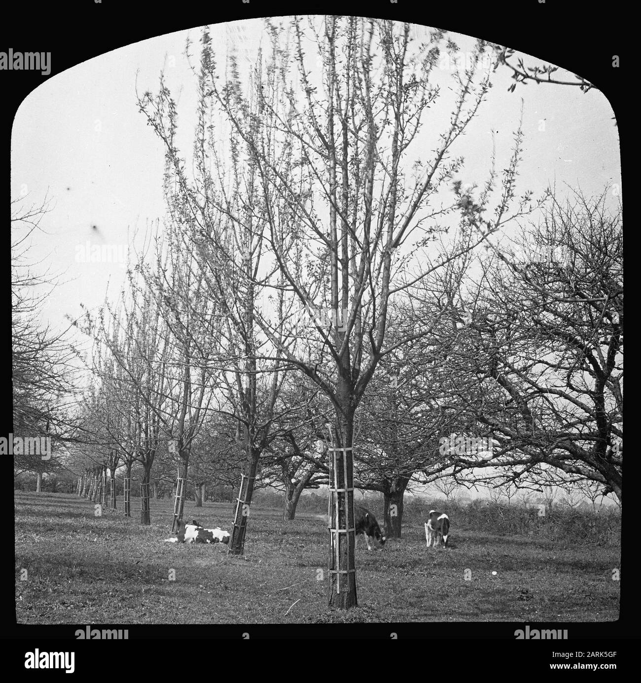 Pears pear tree Black and White Stock Photos & Images - Alamy
