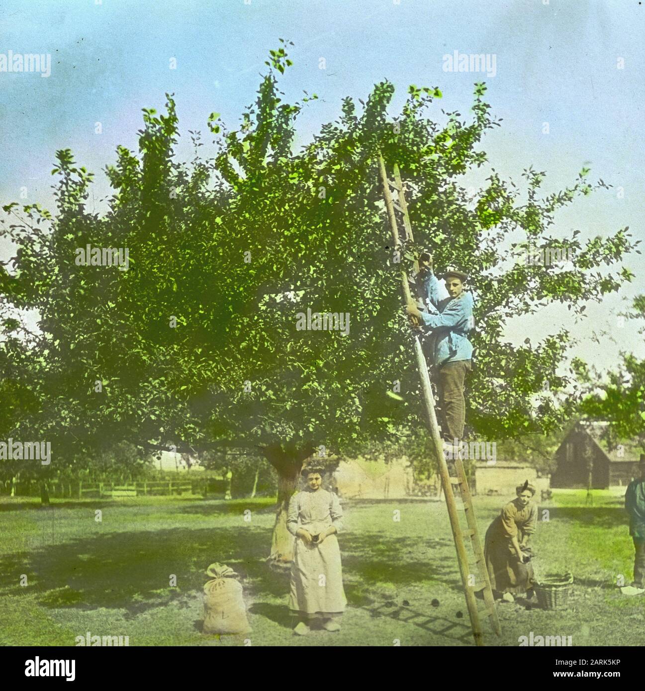 fruit cultivation, harvesting Date: undated Keywords: fruit cultivation ...