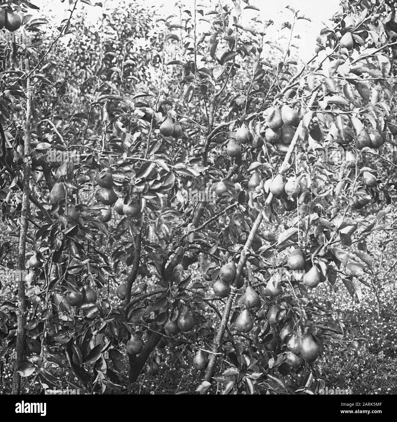 Tropical fruit farming Black and White Stock Photos & Images - Alamy