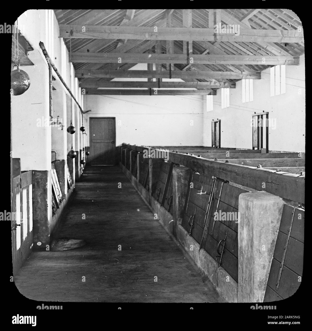 livestock, interior, pig barn anniehoeve Date: undated Keywords ...