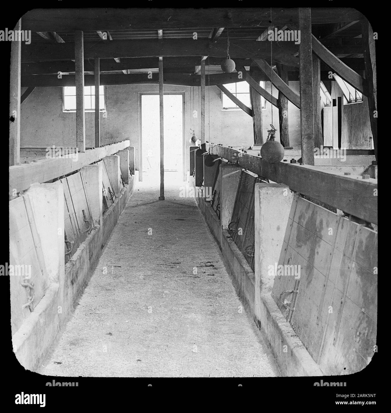 livestock, interior, pig barn anniehoeve Date: undated Keywords ...