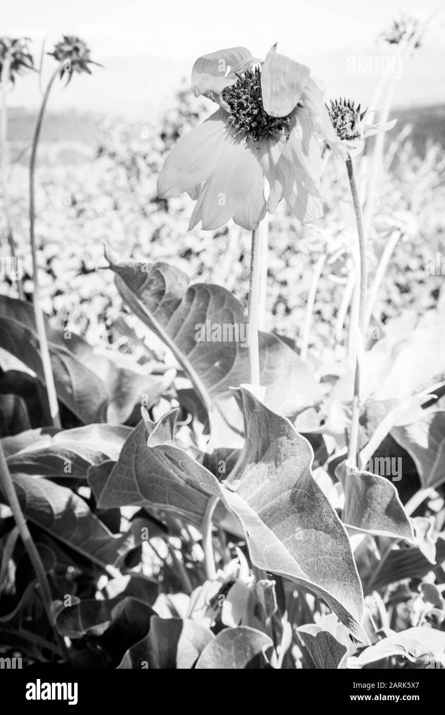 Root in spring hi-res stock photography and images - Alamy