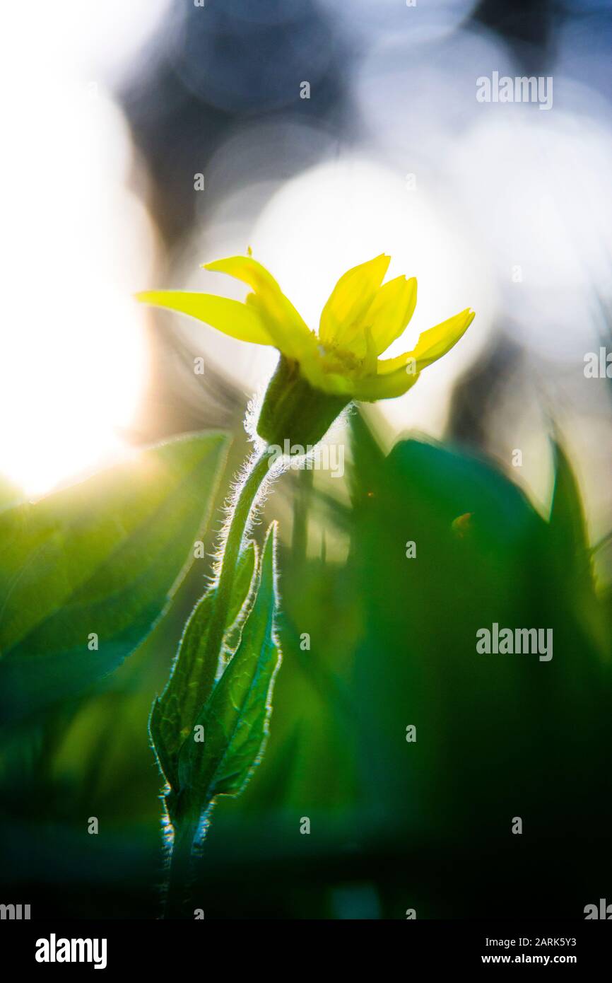 Flower rays hi-res stock photography and images - Alamy