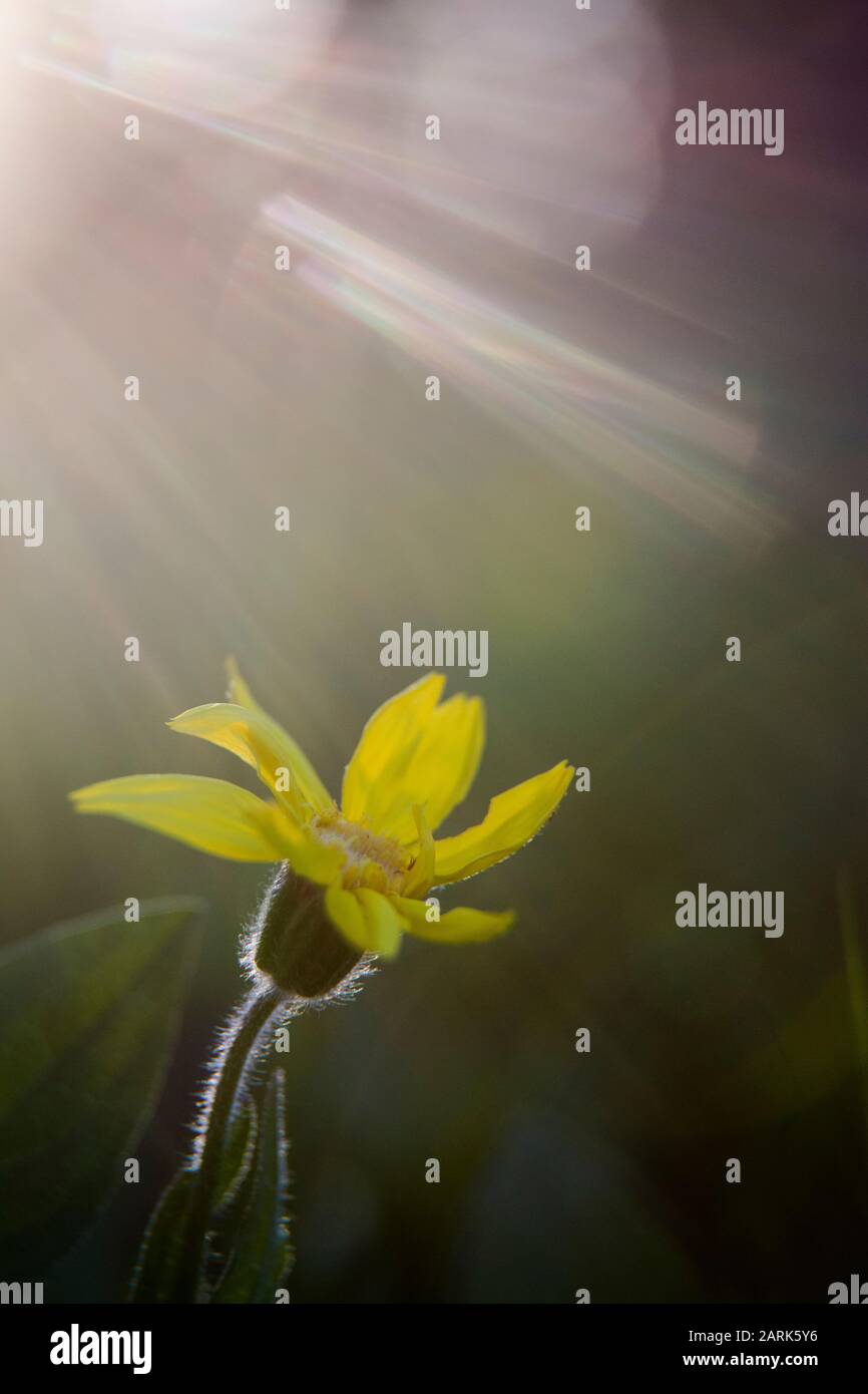 Flower rays hi-res stock photography and images - Alamy