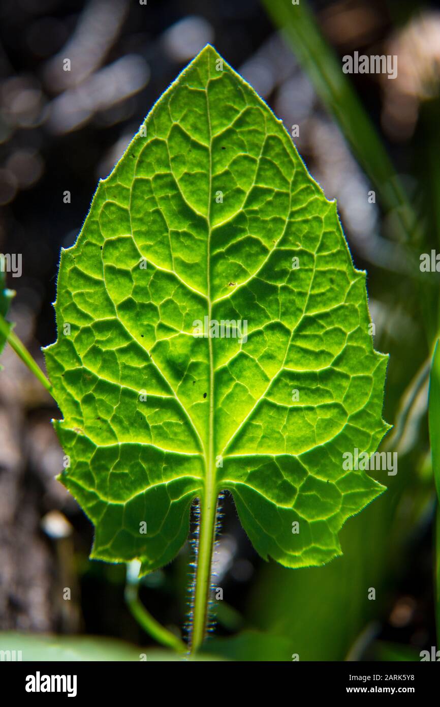 A detailed image of a leaf Stock Photo - Alamy