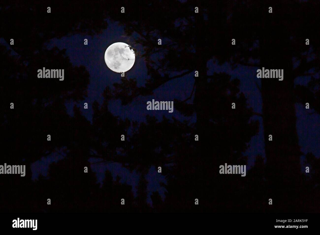 Full moon and trees hi-res stock photography and images - Alamy