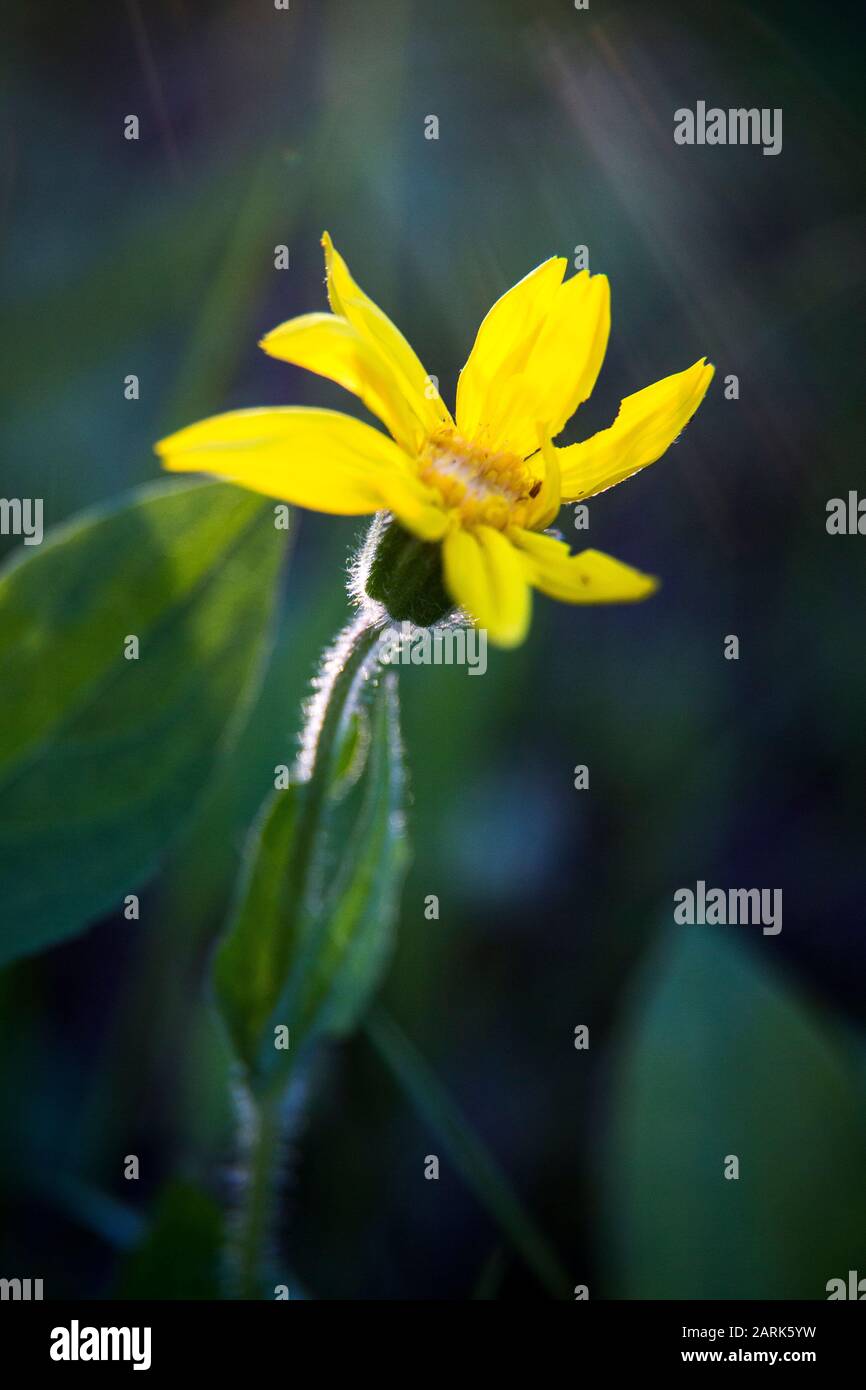 Flower Rays High Resolution Stock Photography and Images - Alamy