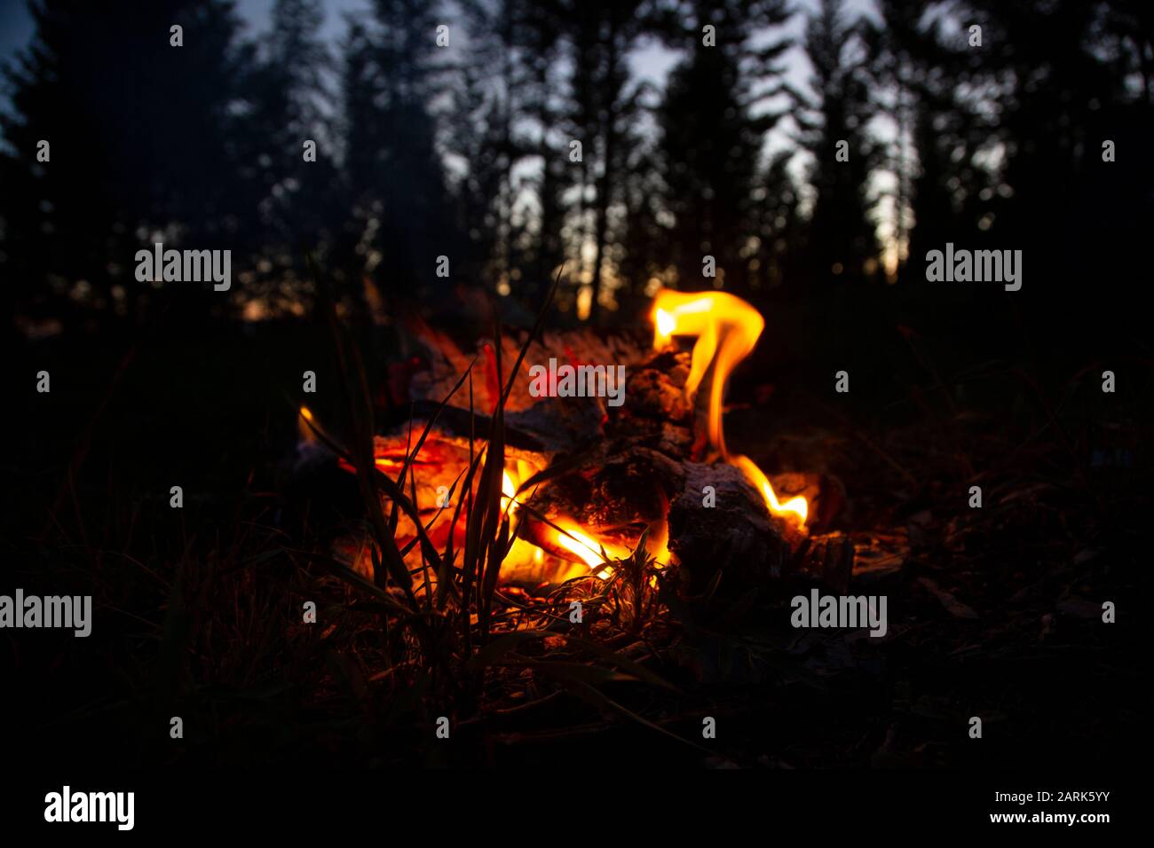 Campfire flames in night forest hi-res stock photography and images - Alamy