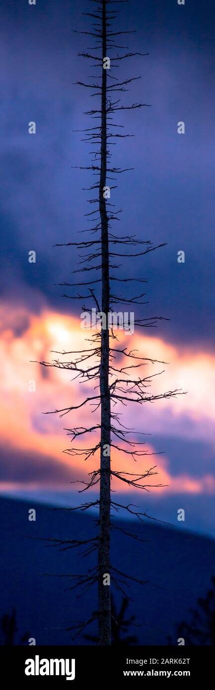 Burned tree hi-res stock photography and images - Alamy