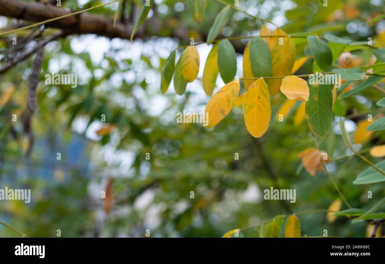 Leaves of Robinia pseudoacacia tree close-up. It was taken in the fall ...