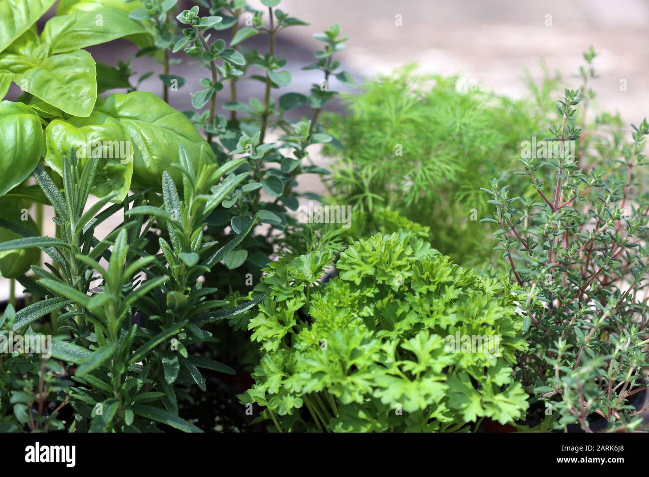 Oregano, Basil, Parsley, Thyme, And Rosemary In A Summer Garden Stock ...