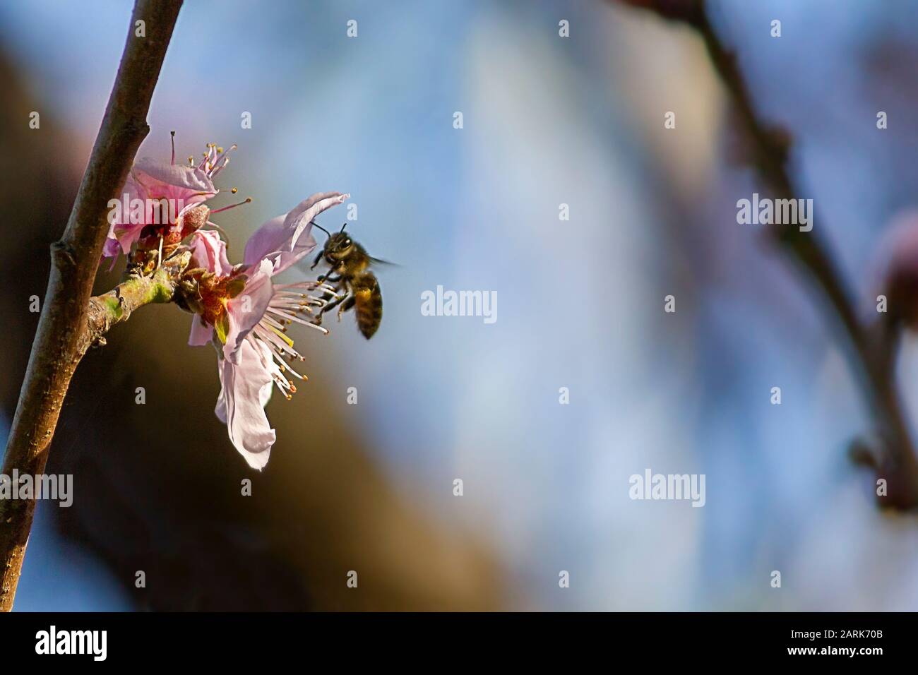 Bee flying towards a flower hi-res stock photography and images - Alamy