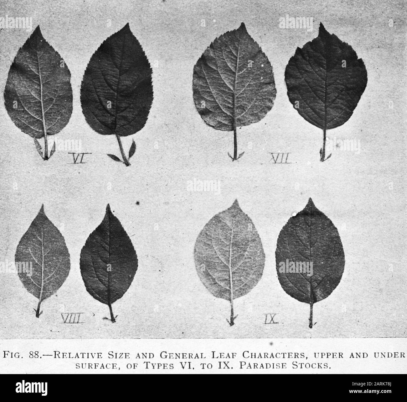 fruit cultivation, type VI-X Date: undated Keywords: fruit cultivation ...