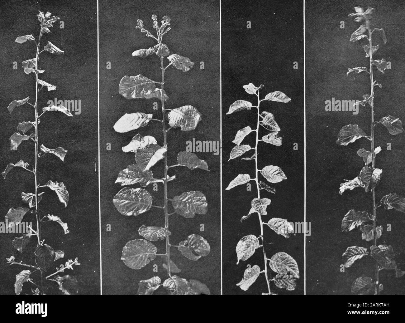 fruit cultivation, mussel Date: undated Keywords: fruit cultivation ...