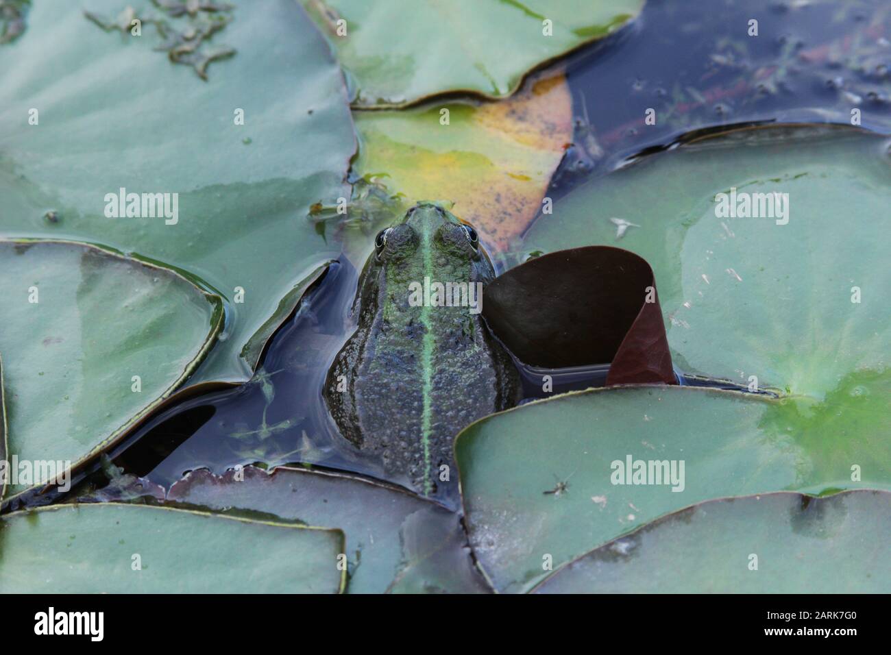 The Brave Frog Stock Photo - Alamy