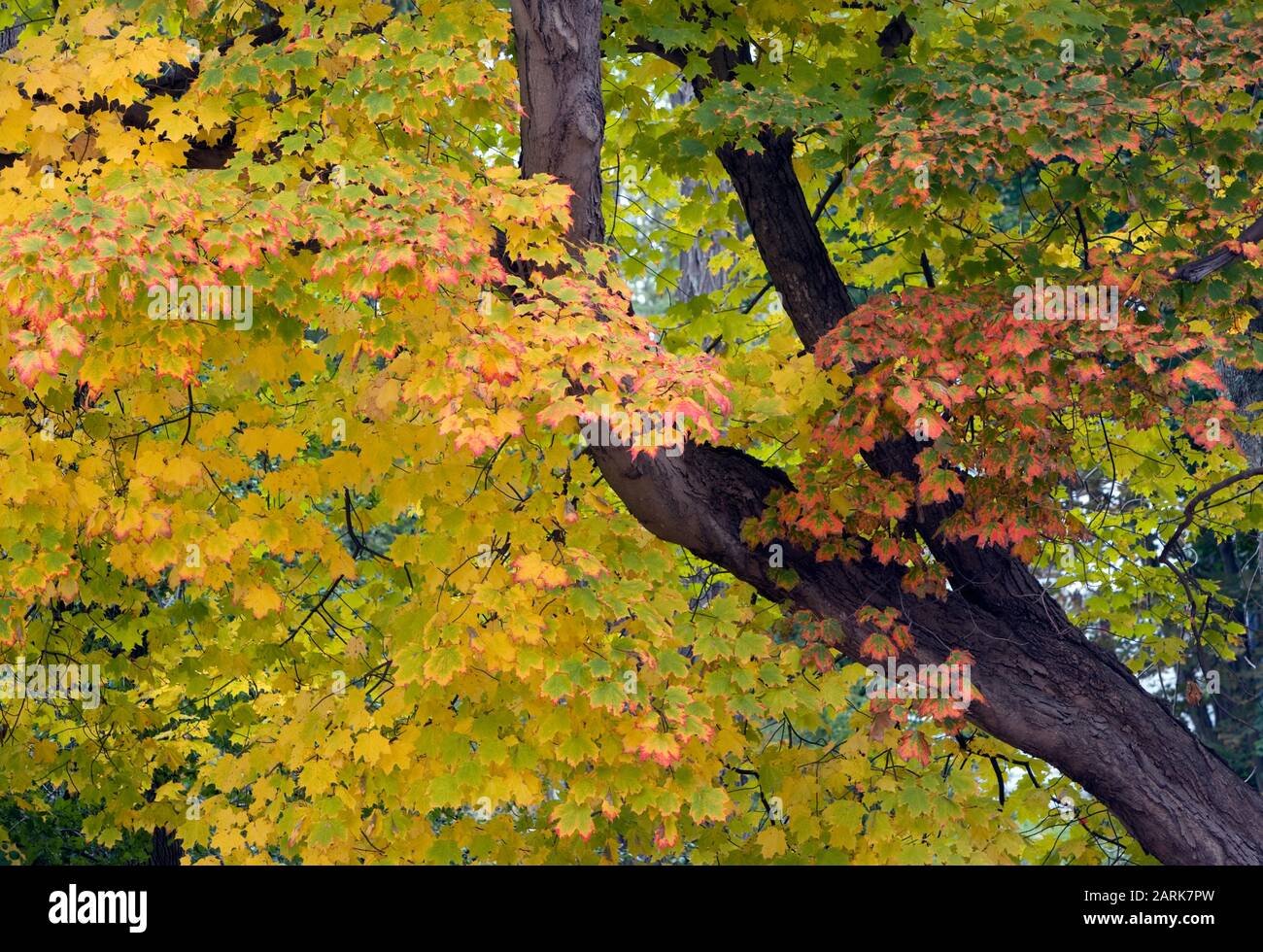 Backdrop of vibrant leaves hi-res stock photography and images - Alamy