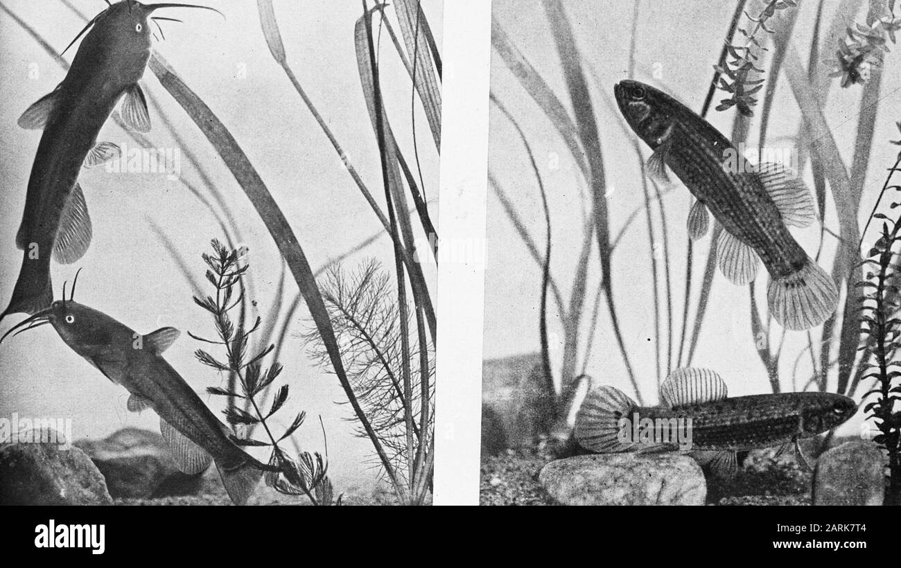 Dwarf fish Black and White Stock Photos & Images - Alamy