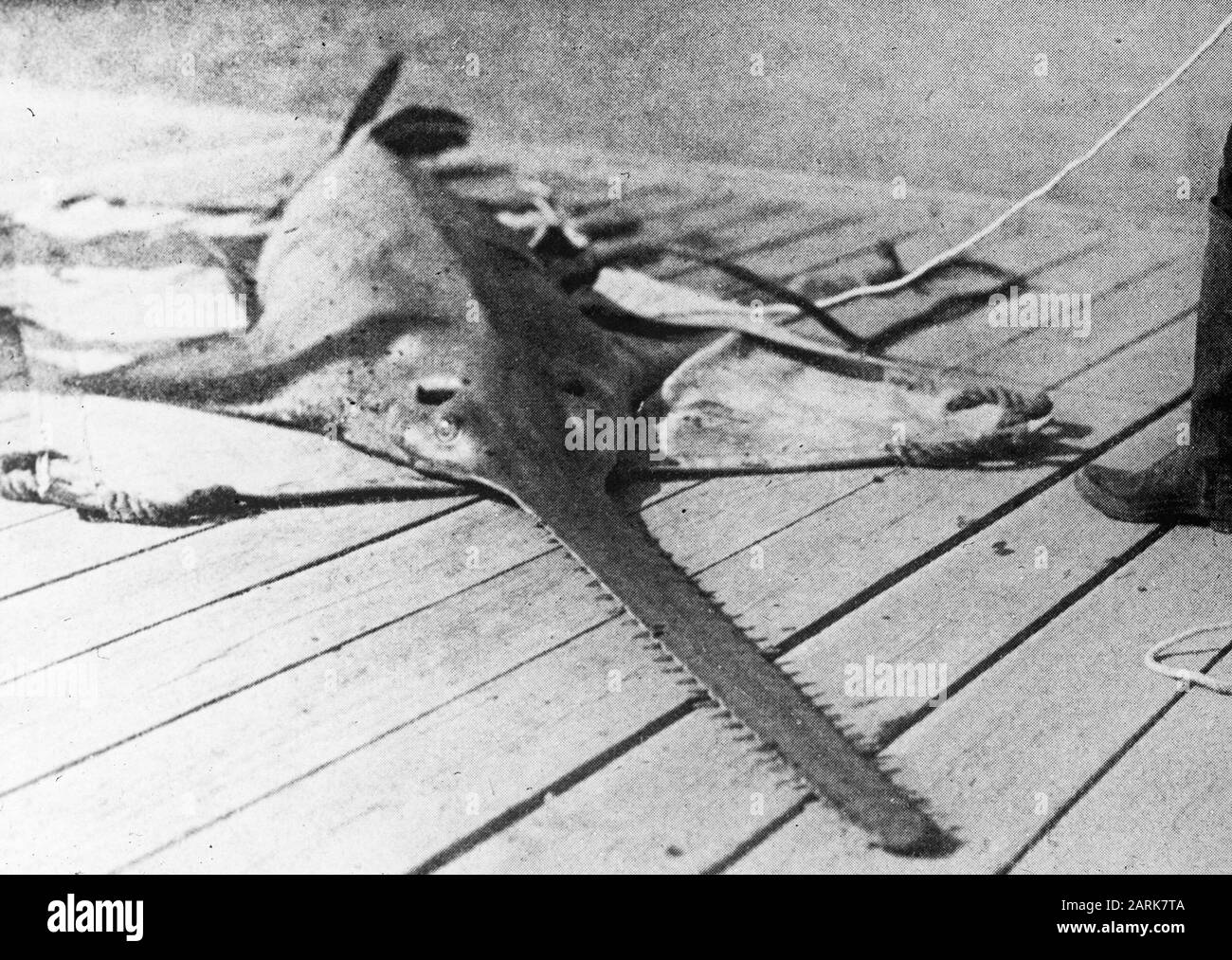 Sawfish Attack On Human