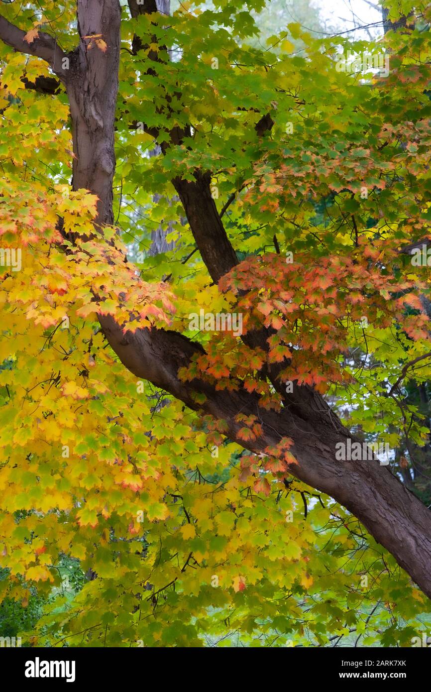 Fall autumn vermont maple tree hi-res stock photography and images - Alamy
