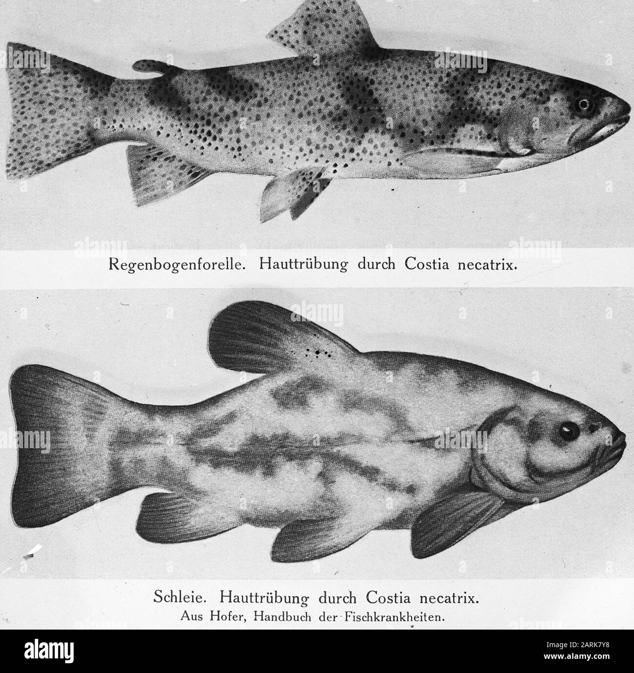freshwater fisheries, costia necatrix Date: undated Keywords ...