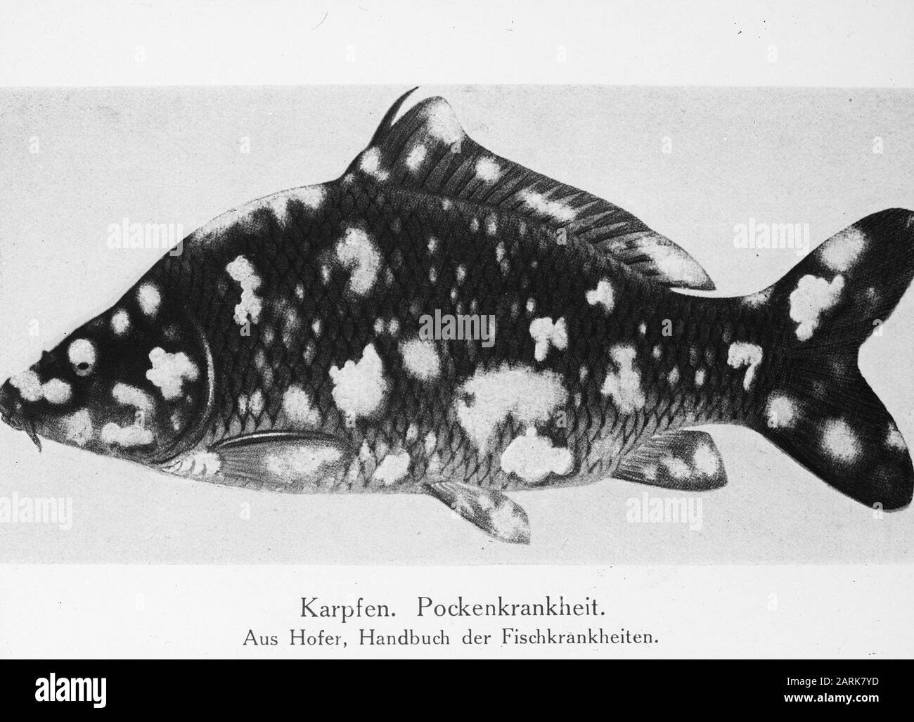 freshwater fishing, carp, pox sickness Date: undated Keywords ...