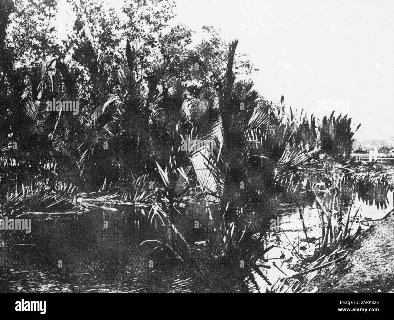 former plant growth in supply ditch Date: undated Keywords: freshwater ...