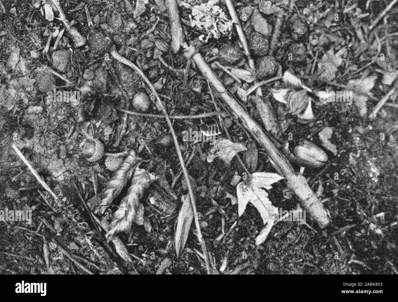 Mixed litter hi-res stock photography and images - Alamy