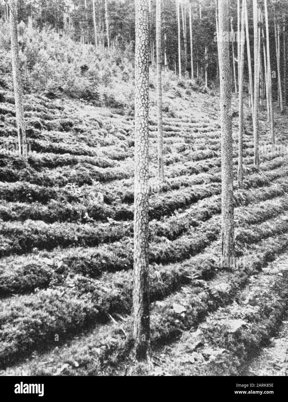 Habitat preparation Black and White Stock Photos & Images - Alamy