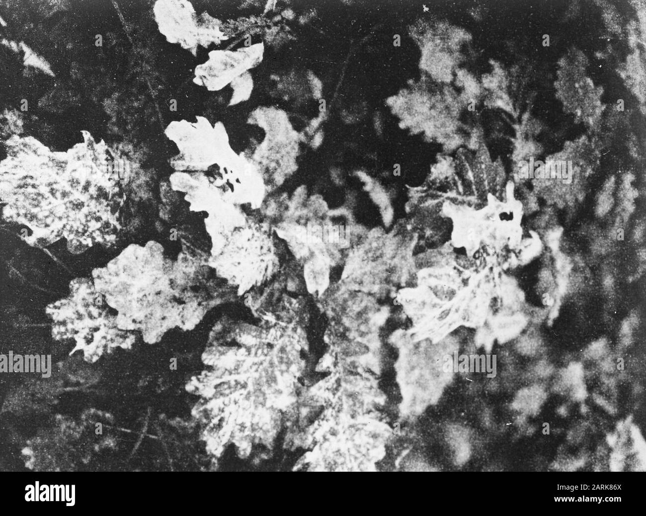 damage, higher plants, fungi, microsphaera guercina Date: undated ...
