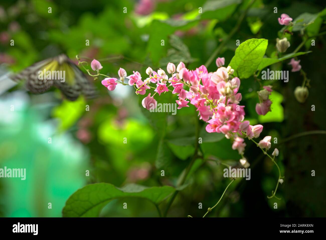 Beautiful garden with pink creepers flowers and a flying butterfly at ...