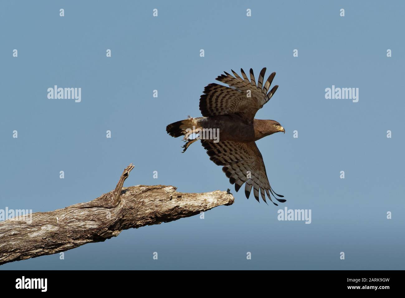 Western Banded Snake Eagle