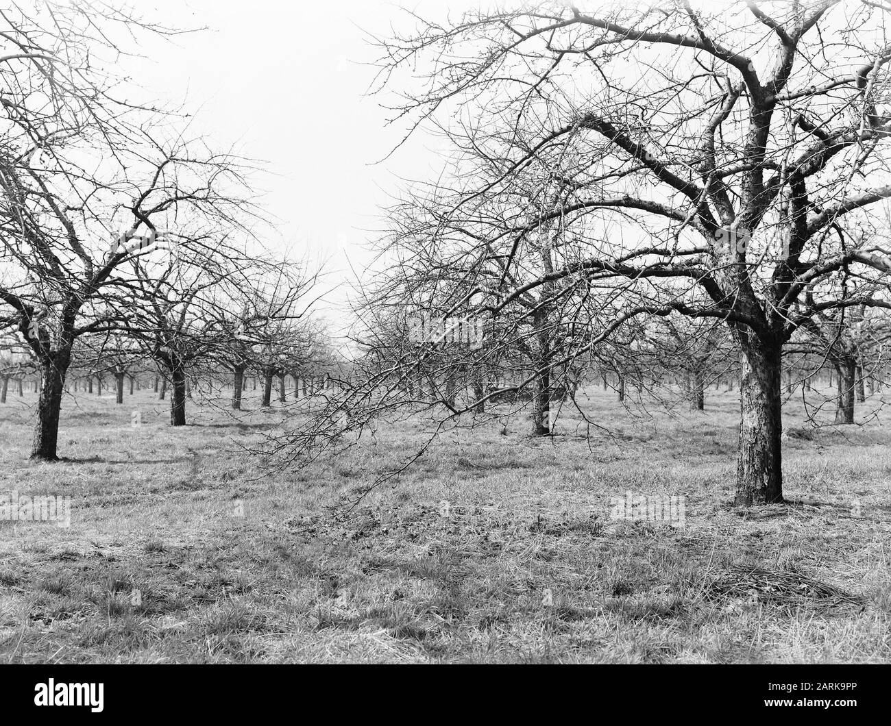 fruit cultivation, orchards, boulders orchard, high stem orchard Date ...