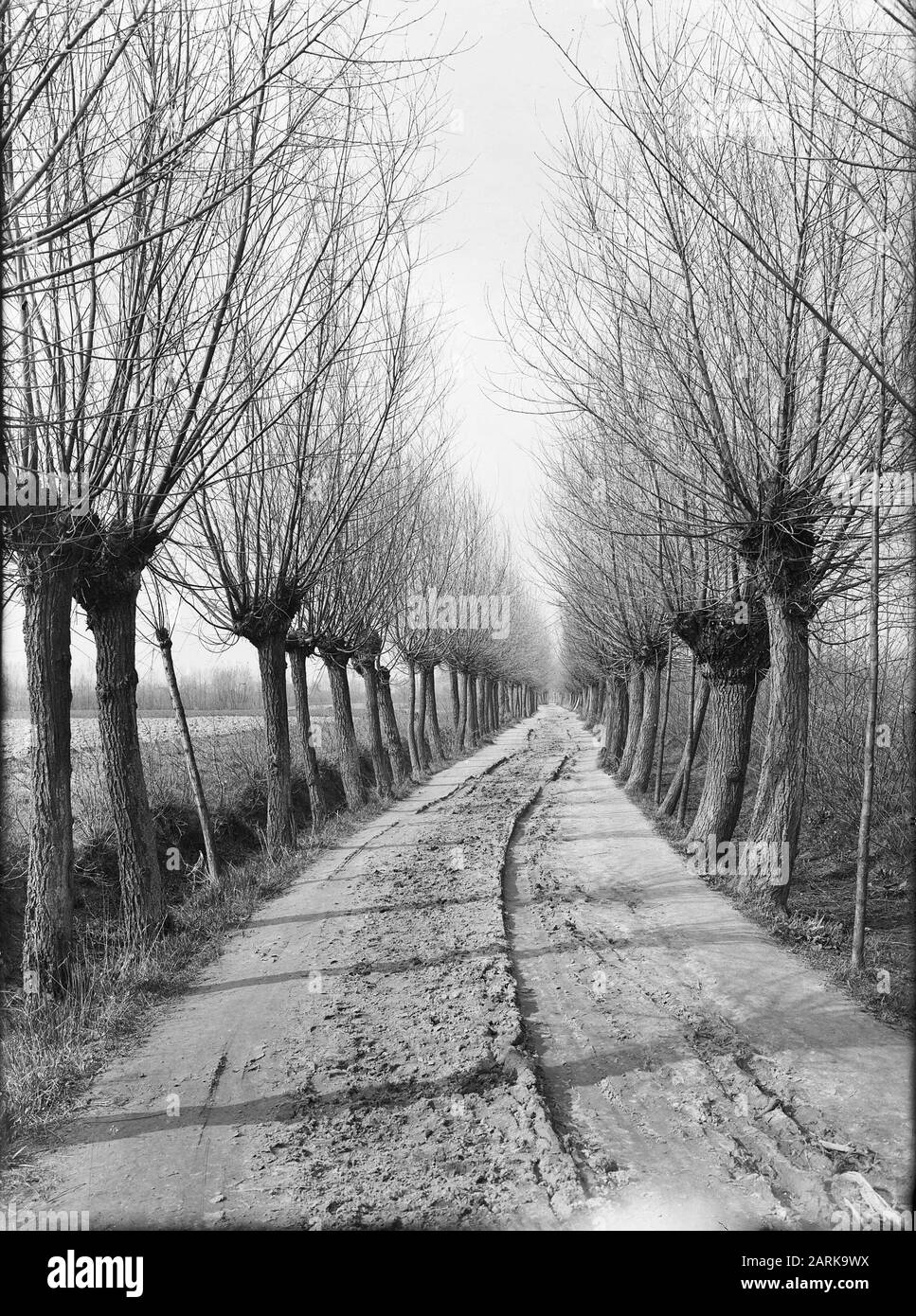 road planting, wild willows Date: undated Keywords: willows, road ...