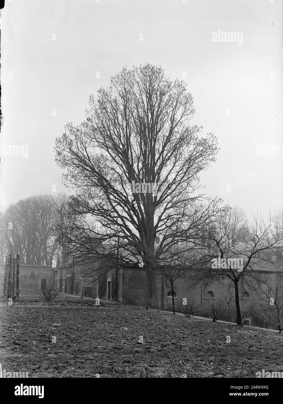 Hazel identification Black and White Stock Photos & Images - Alamy