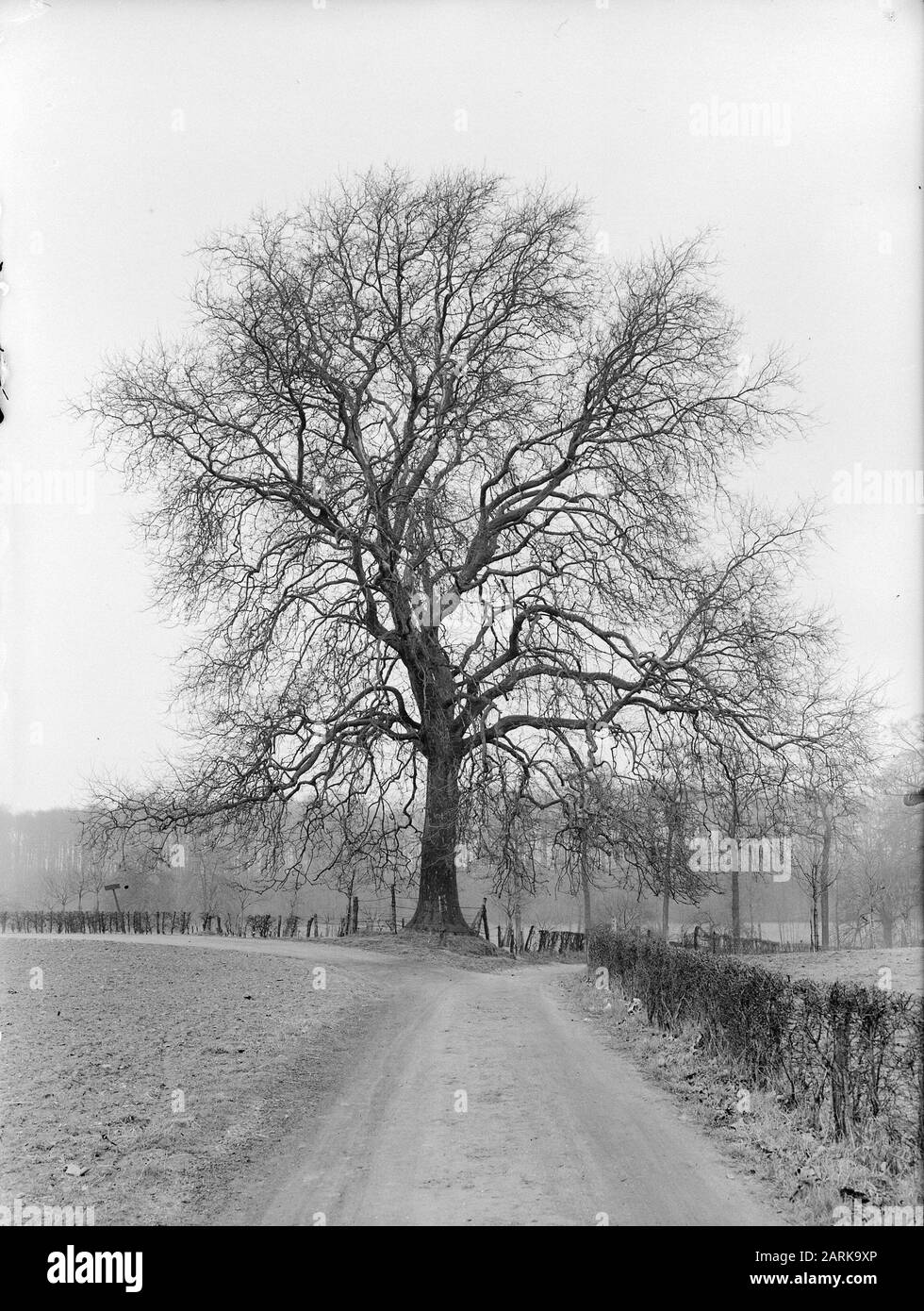 various deciduous trees, plane trees, estates, ter worm Date: undated ...