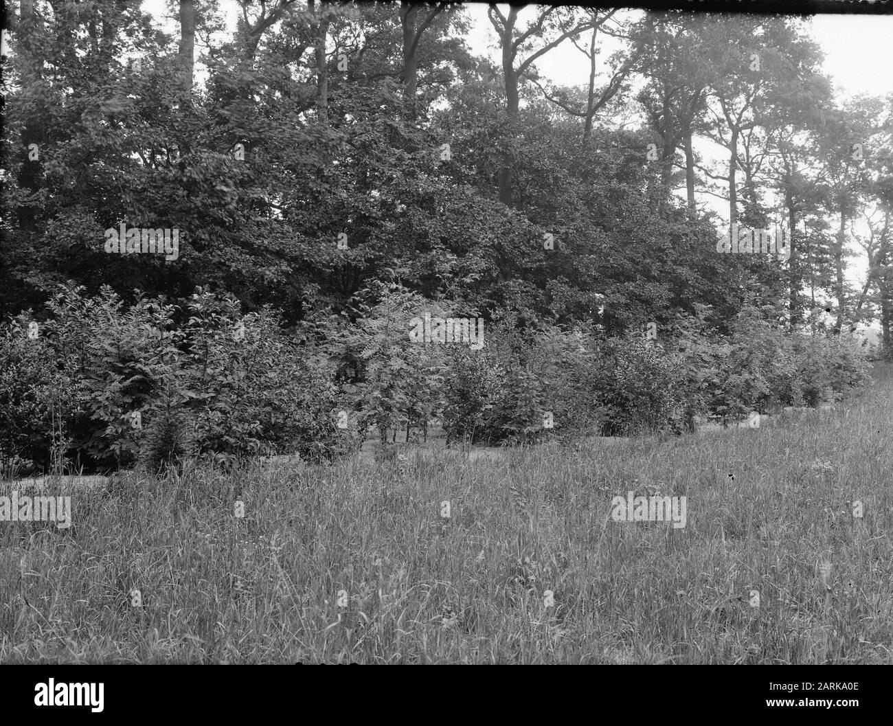 mixed plantations, mixed forest Date: undated Keywords: mixed forest ...