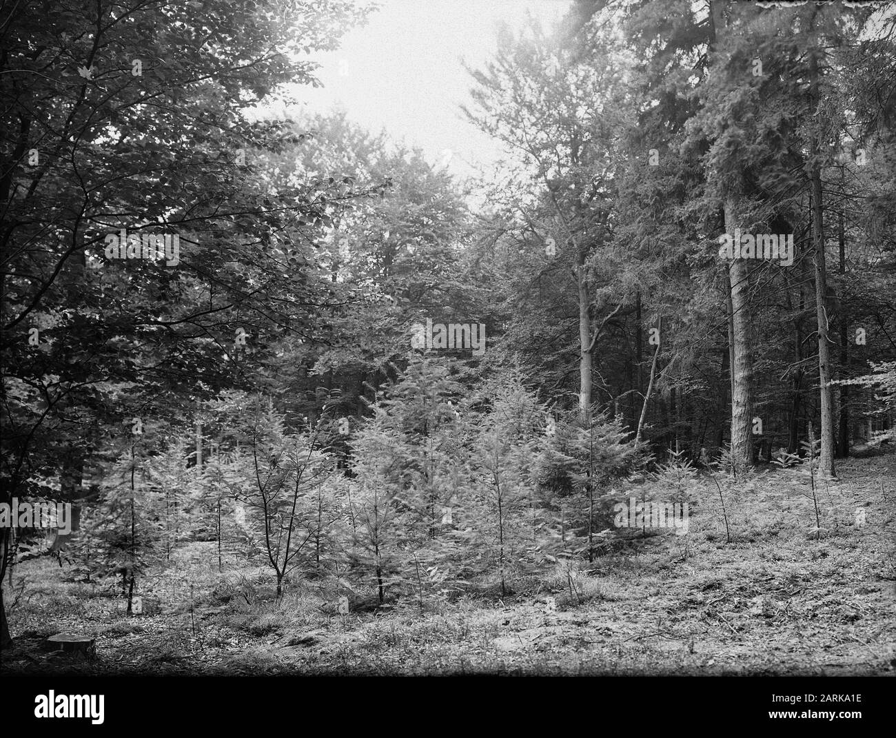 Larch plantations larch plantations hi-res stock photography and images ...